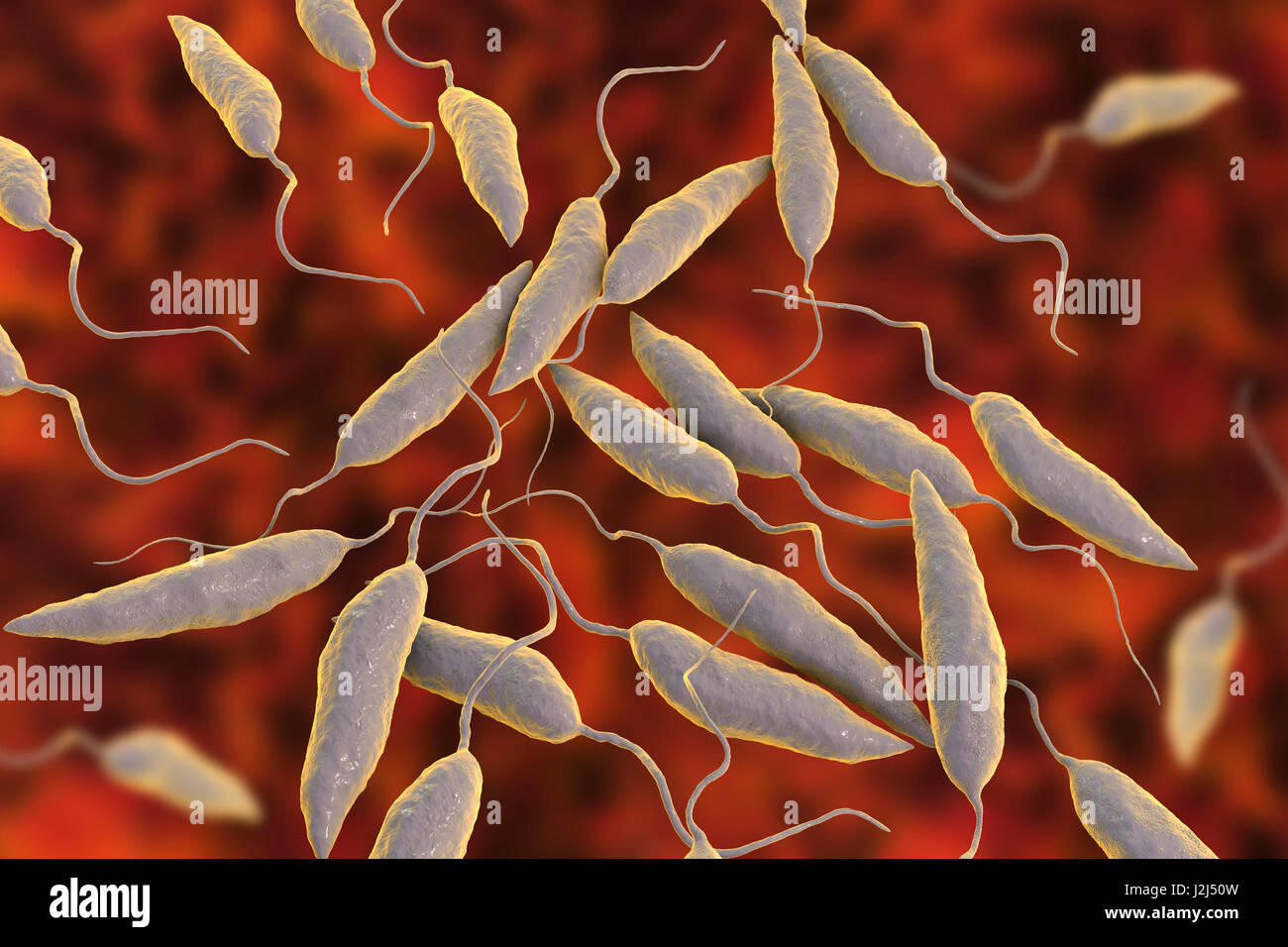 Leishmania parasitische protozoen -Fotos und -Bildmaterial in hoher ...