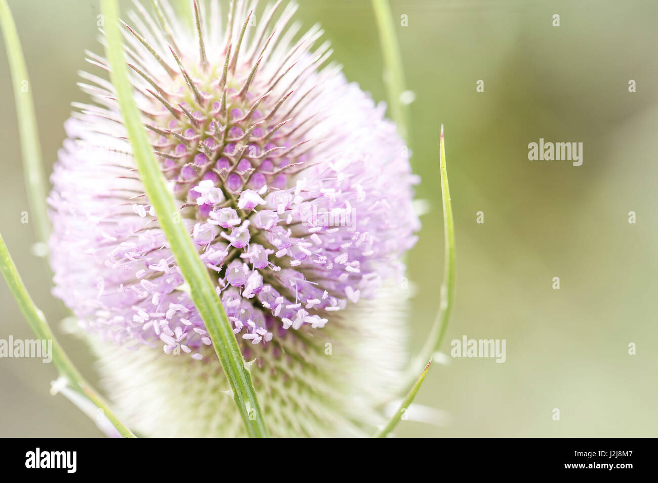 Eine spezielle blumenpflanze -Fotos und -Bildmaterial in hoher Auflösung – Alamy