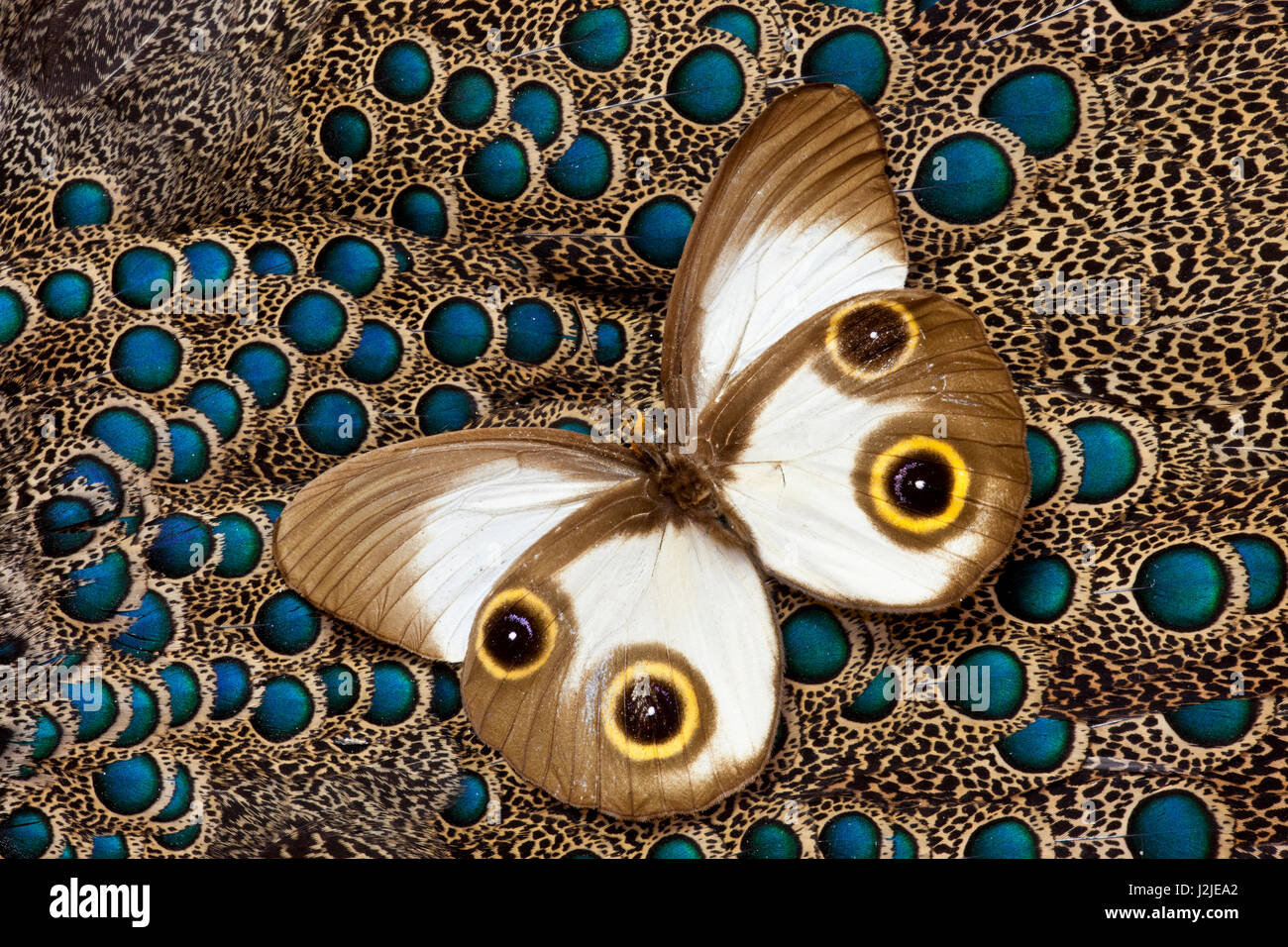 Taenaris catops -Fotos und -Bildmaterial in hoher Auflösung – Alamy
