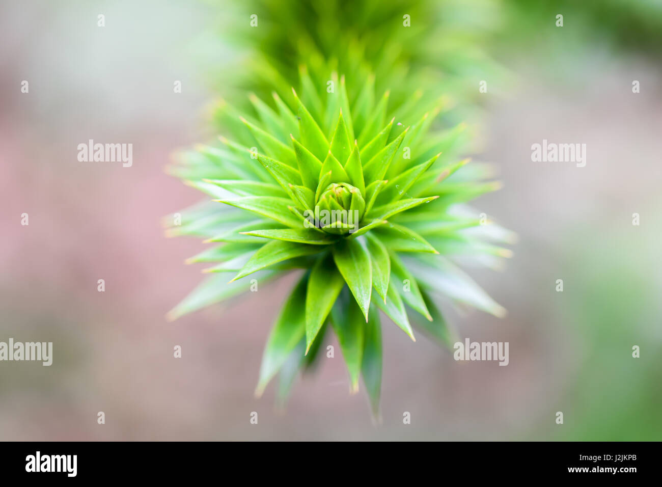 Spiky tree -Fotos und -Bildmaterial in hoher Auflösung – Alamy