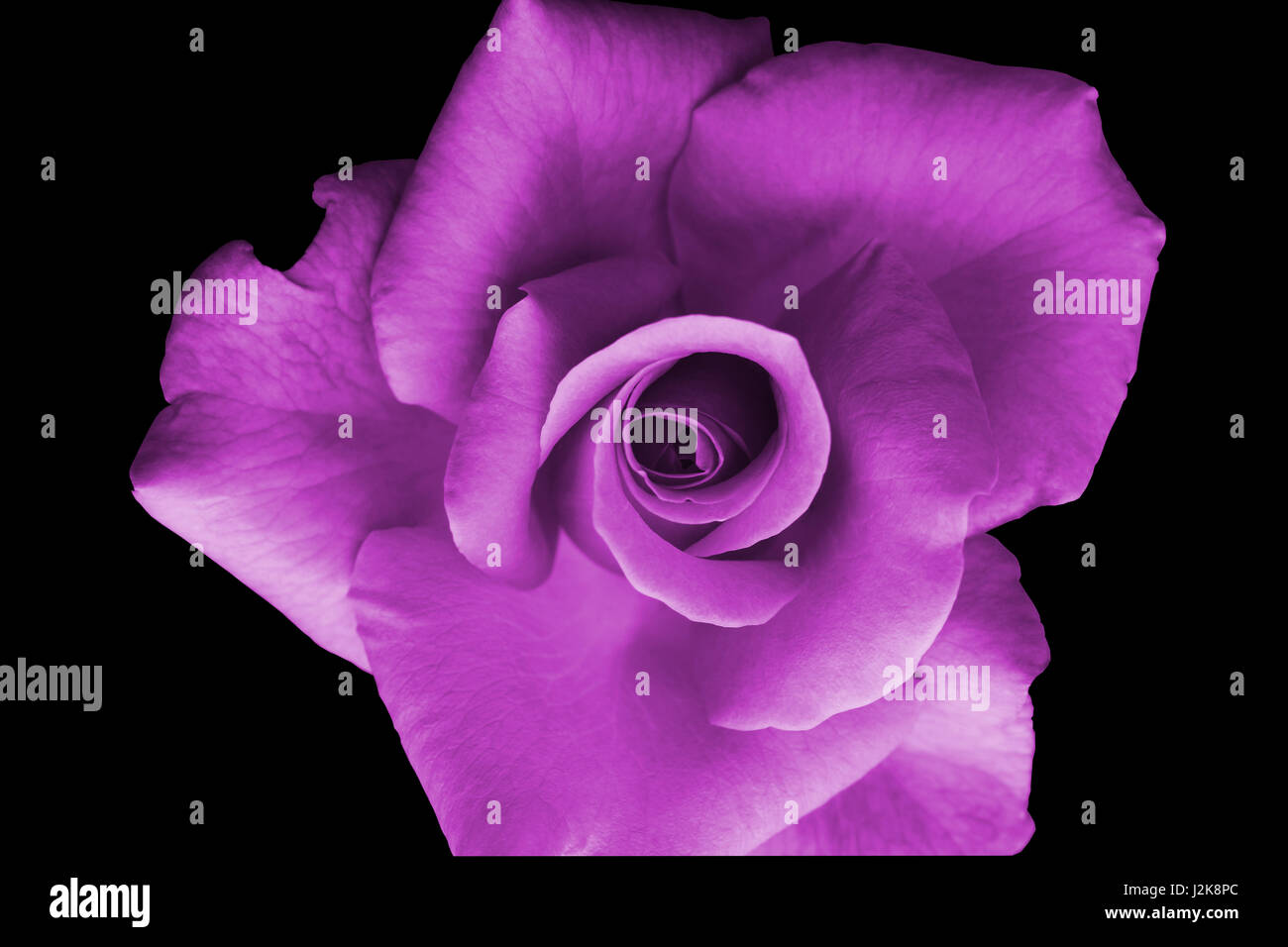 Die lila rose -Fotos und -Bildmaterial in hoher Auflösung – Alamy