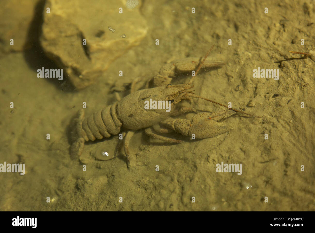 Edler Flusskrebs Astacus Astacus Stockfotos und -bilder Kaufen - Alamy