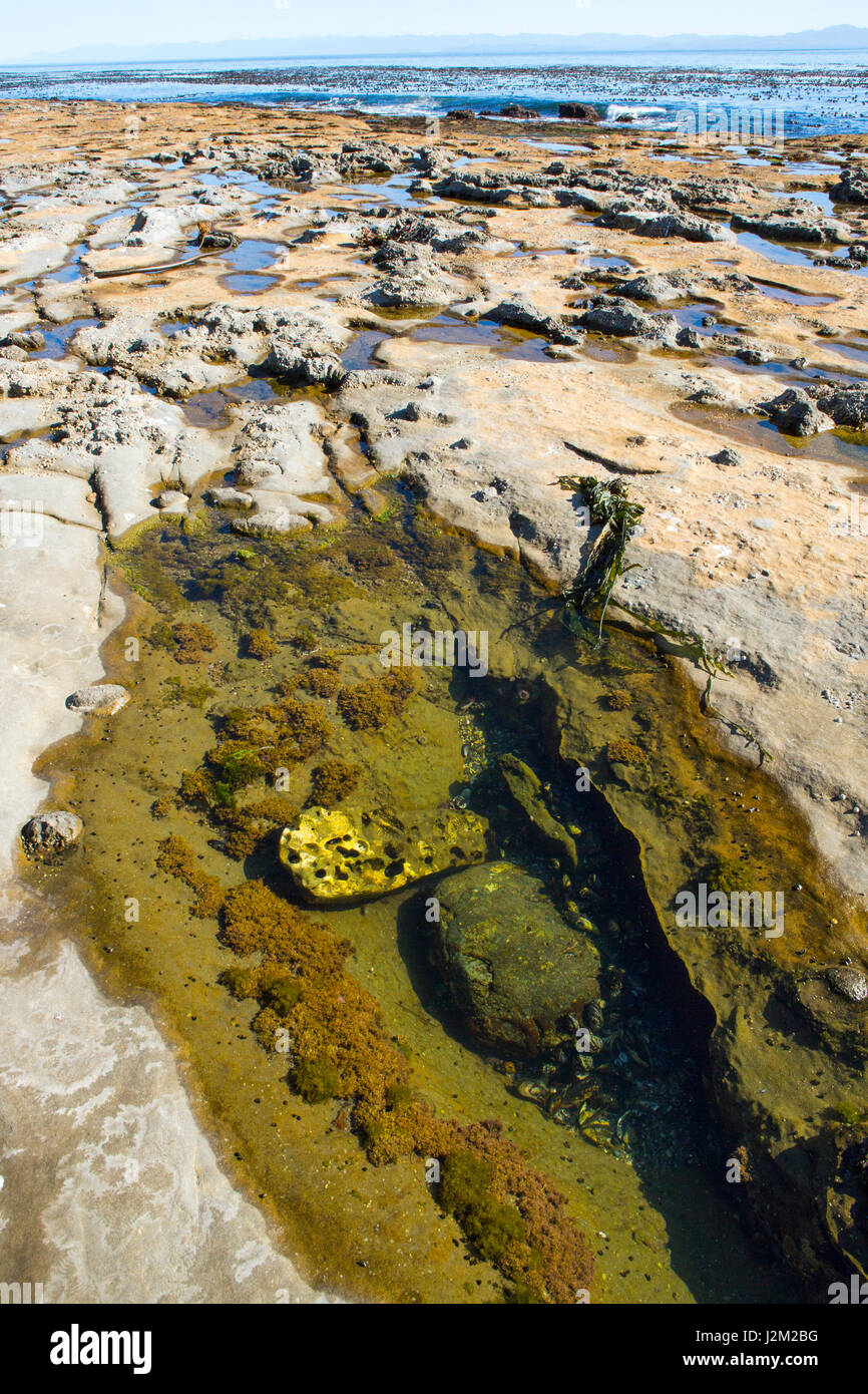 Botanical beach park -Fotos und -Bildmaterial in hoher Auflösung – Alamy