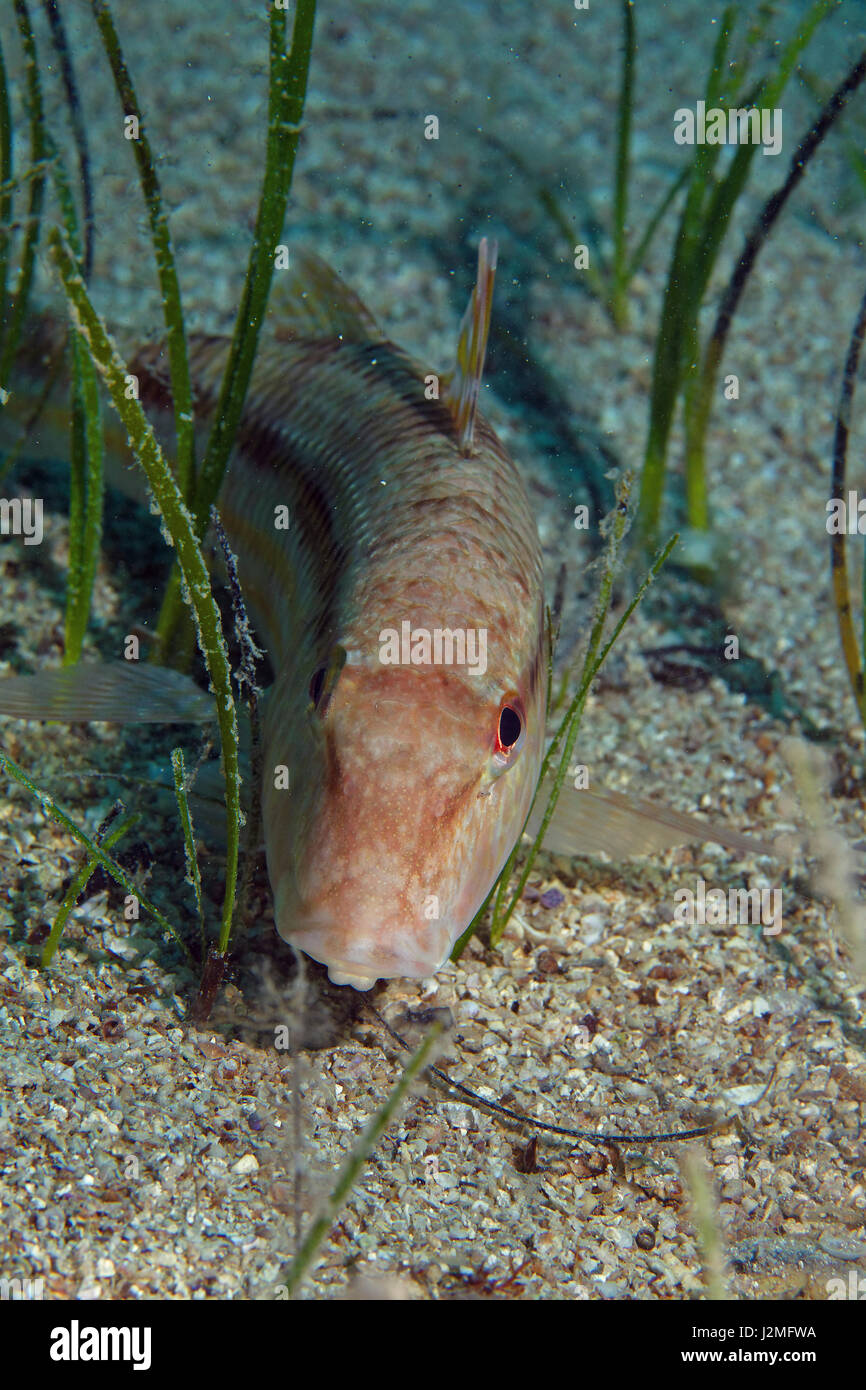 Adriatic sea fish croatia -Fotos und -Bildmaterial in hoher Auflösung ...