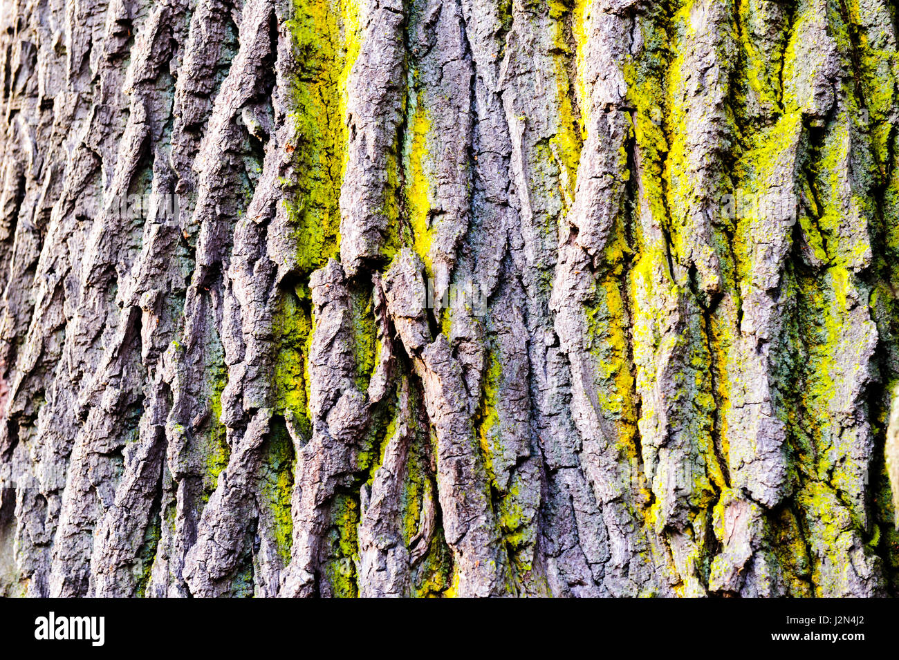Baum Rinde Textur mit Details von Moos und Flechten auf Holzzaun ...