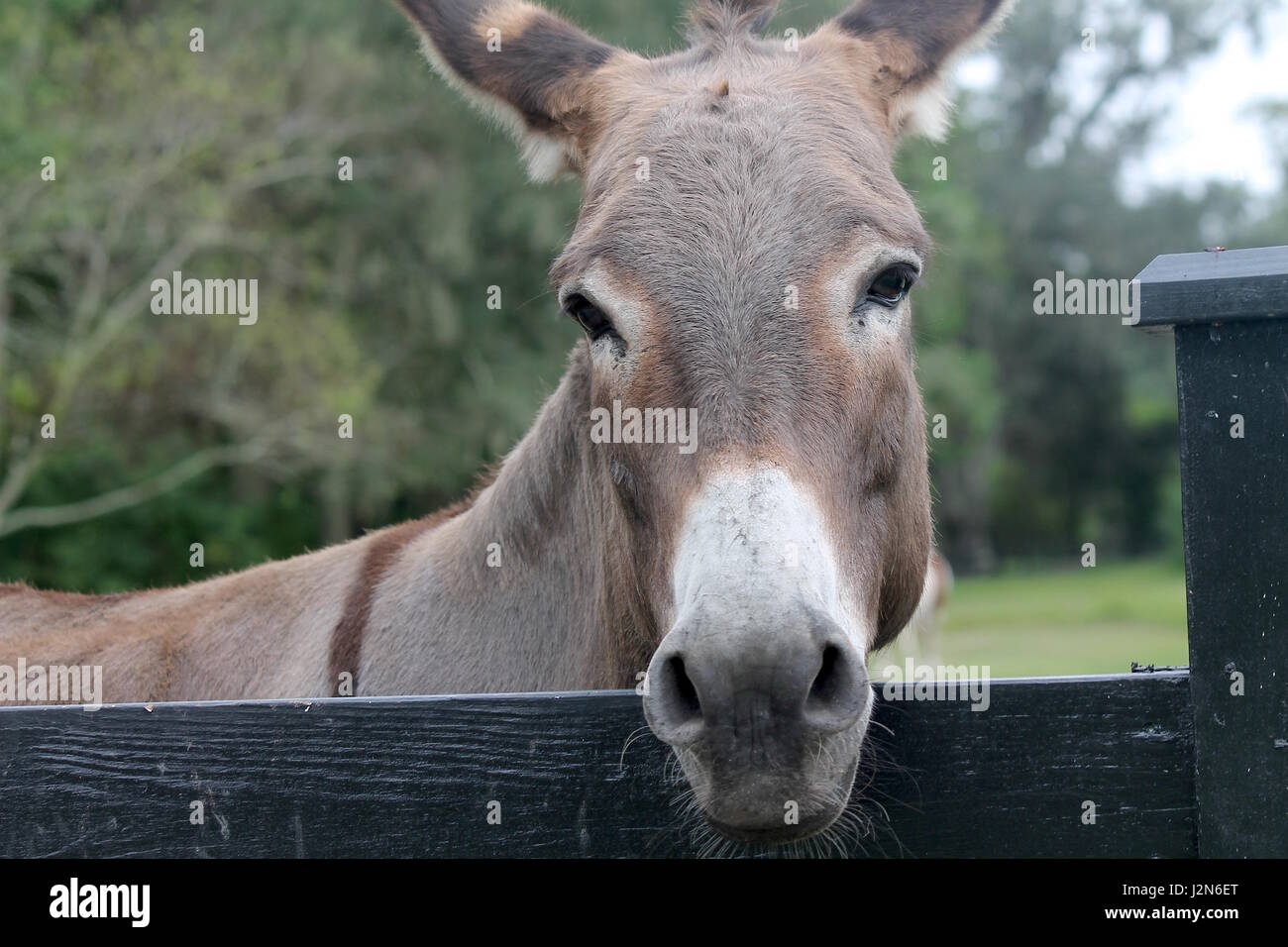 Donkey stable -Fotos und -Bildmaterial in hoher Auflösung – Alamy