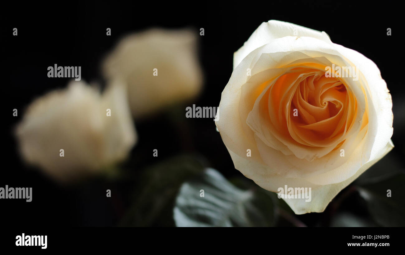 Dunkelorange rosen -Fotos und -Bildmaterial in hoher Auflösung – Alamy