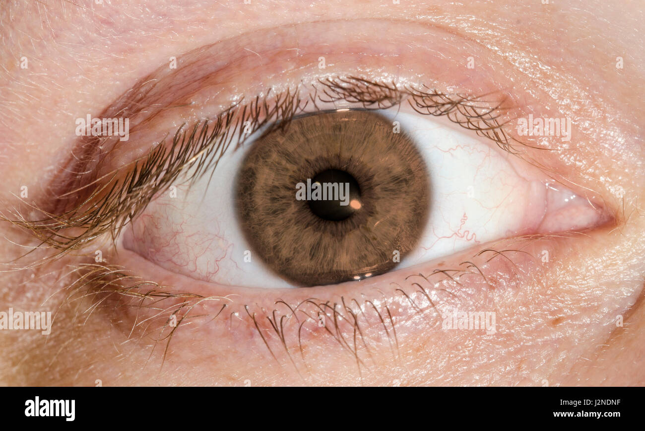 Braune augen nahaufnahme -Fotos und -Bildmaterial in hoher Auflösung ...