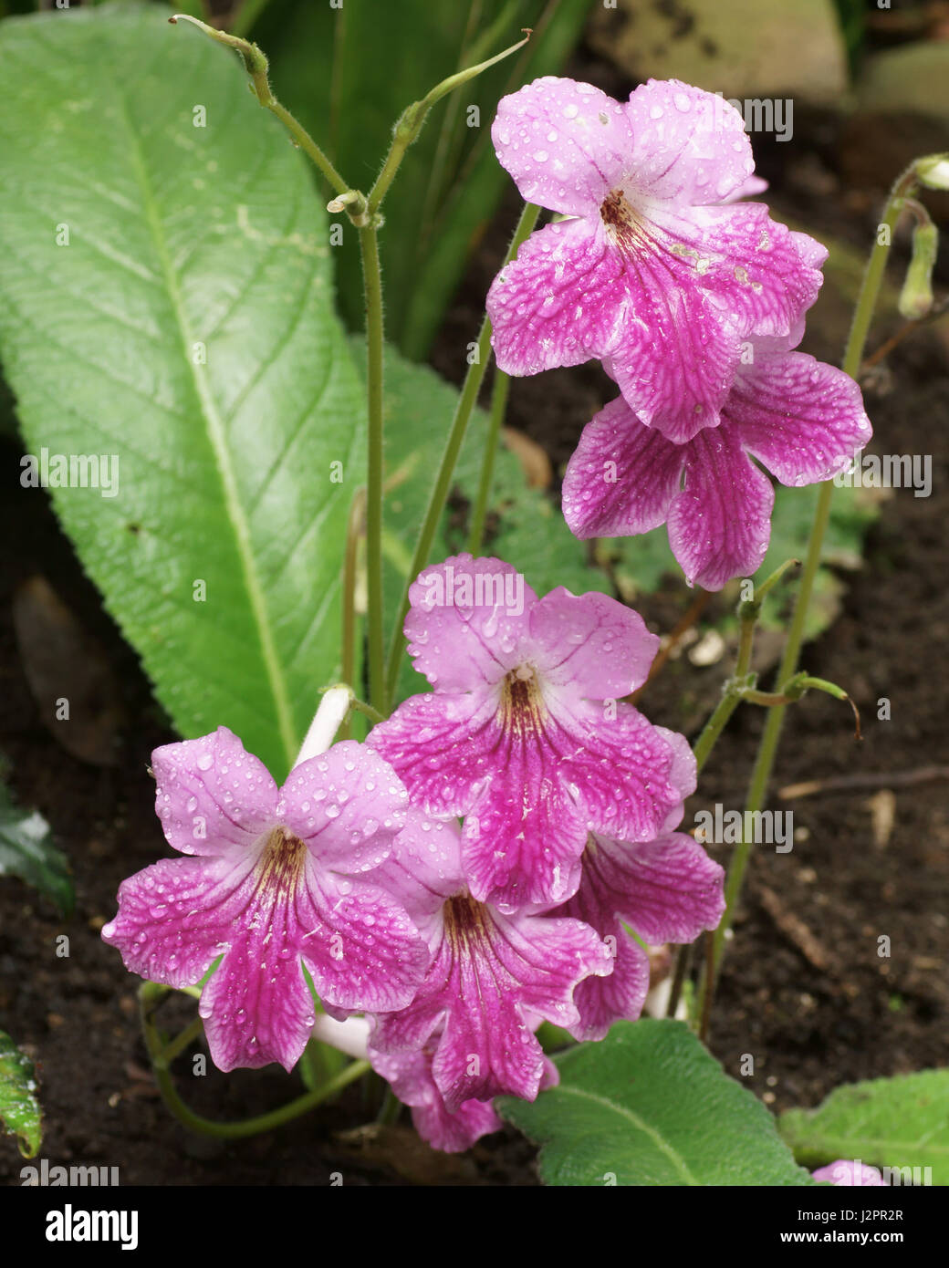 Streptocarpus Flower Gesneriaceae Stockfotos & Streptocarpus Flower ...