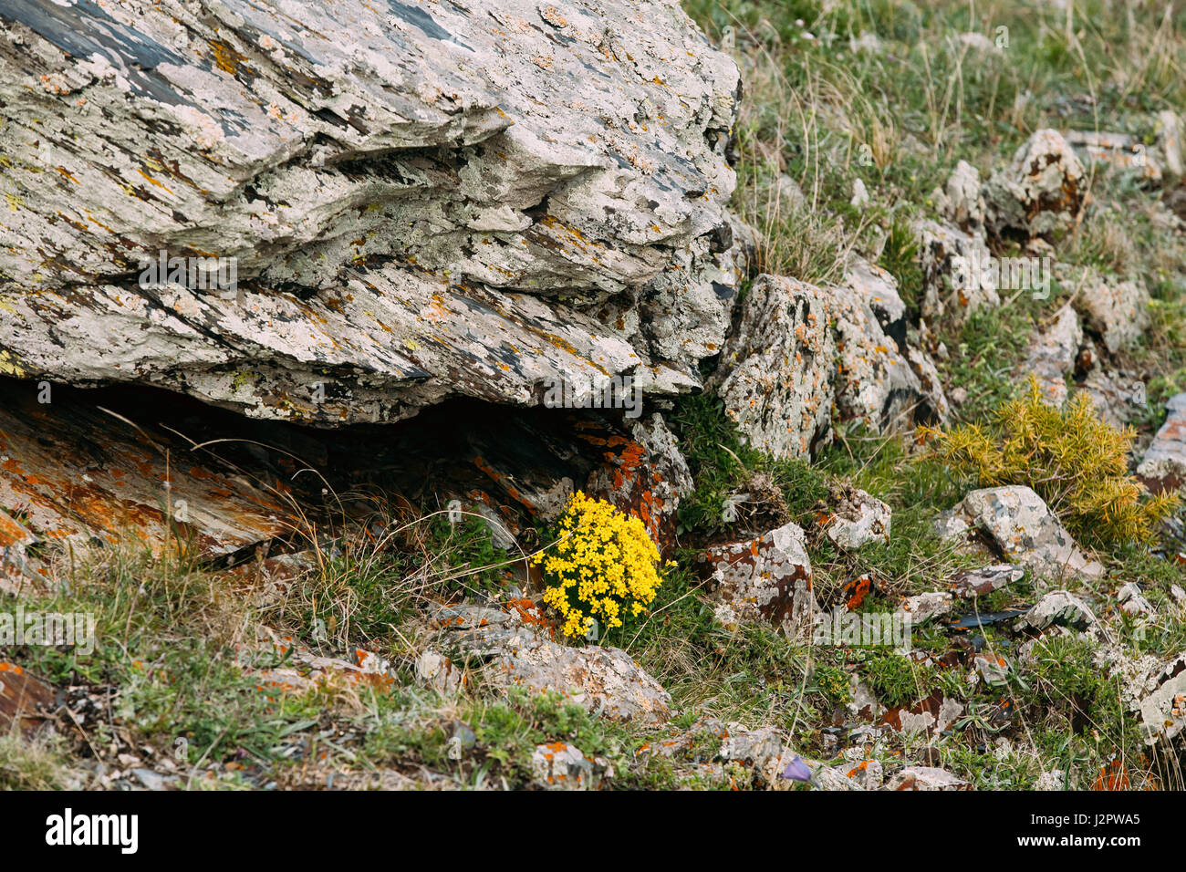 Kleine gelbe Blumen Marsh Marigold "oder" Riesen Marsh Marigold Caltha ...