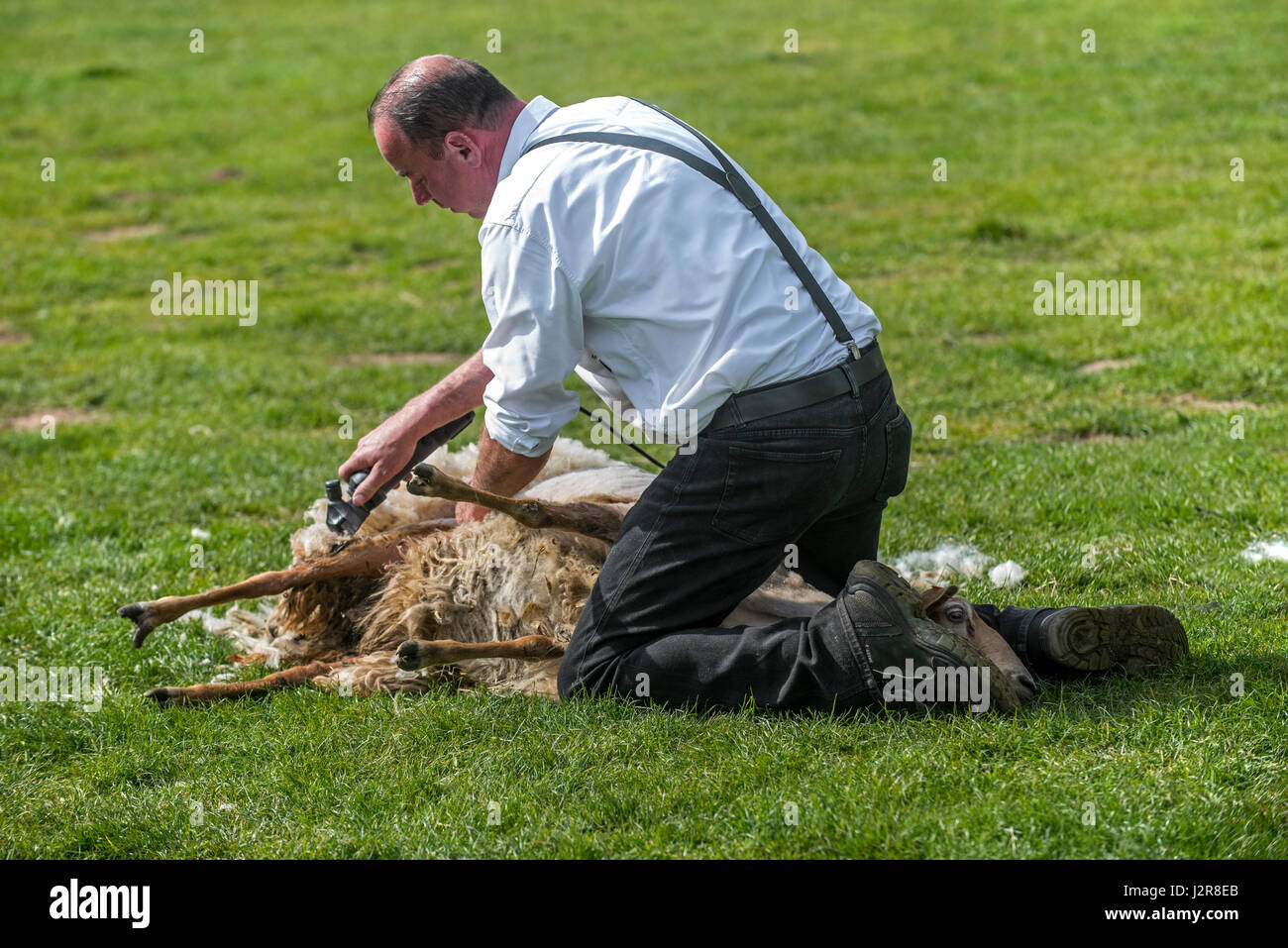 Sheep Shearing Uk Stockfotos und -bilder Kaufen - Alamy