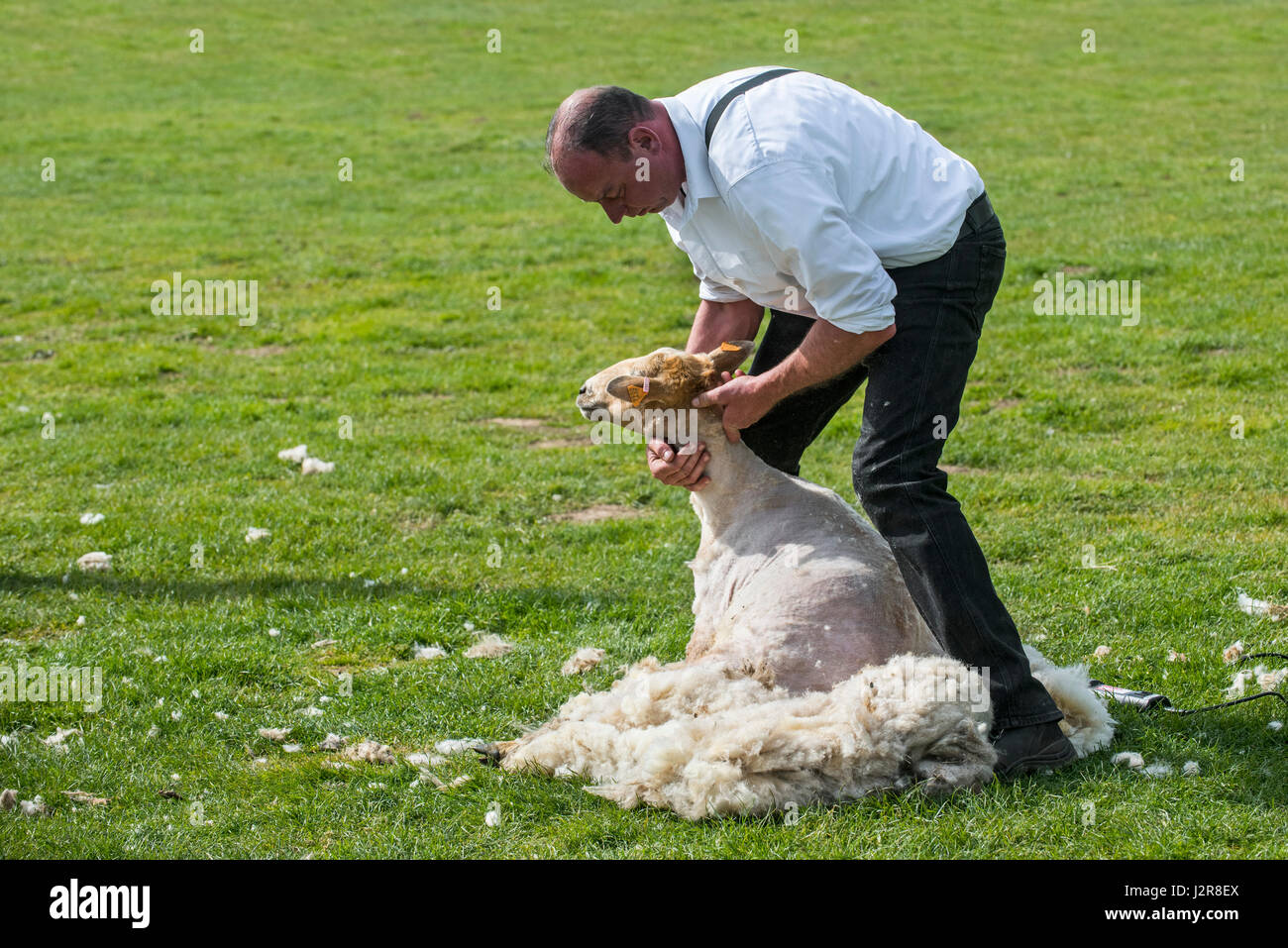 Shearer angetrieben -Fotos und -Bildmaterial in hoher Auflösung – Alamy