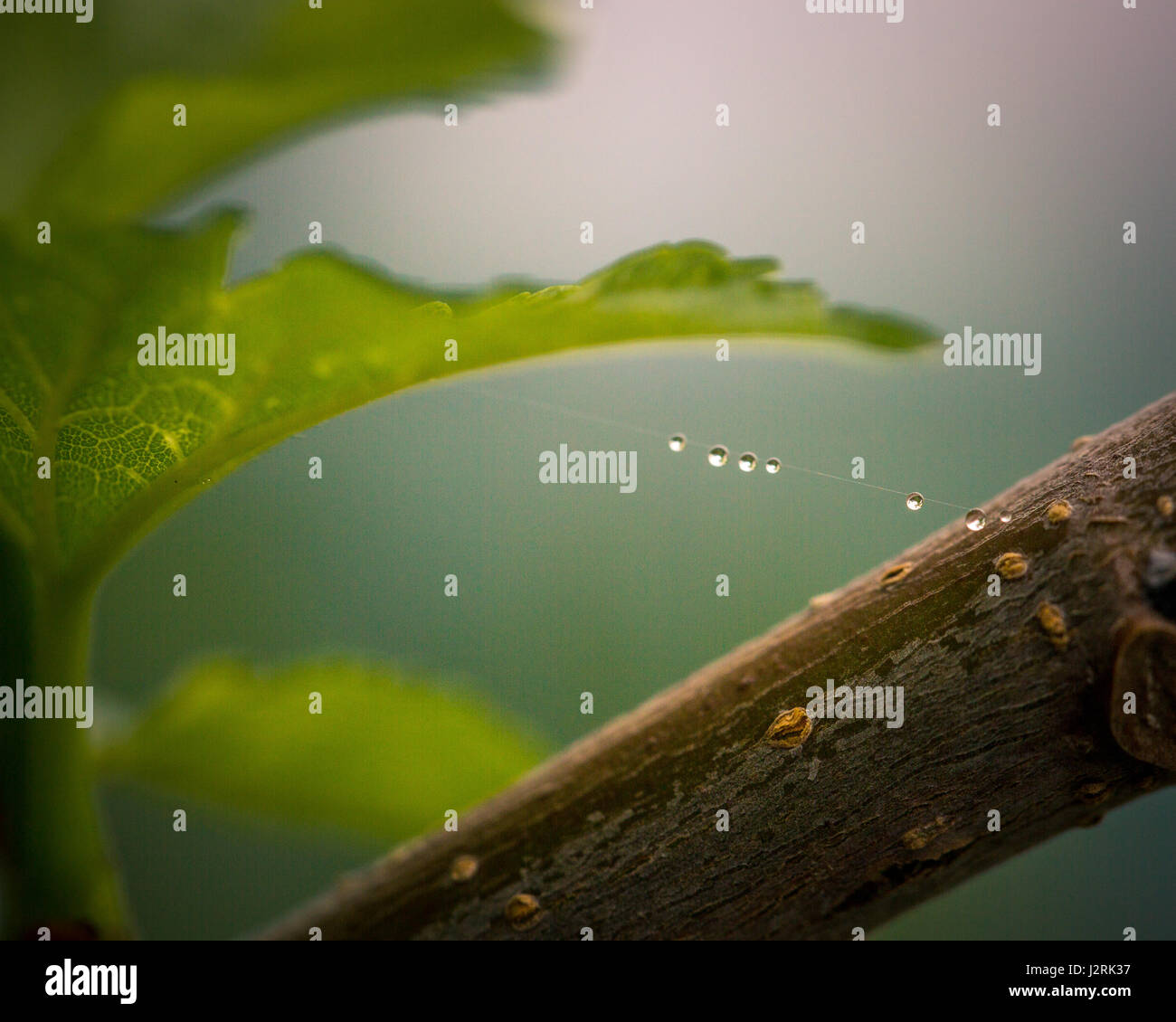 Spider webs -Fotos und -Bildmaterial in hoher Auflösung – Alamy