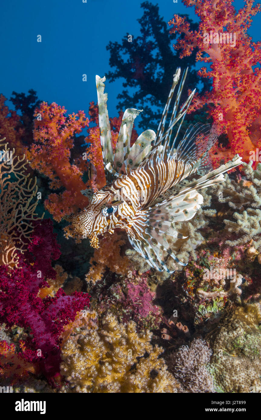 Gemeinsamen Rotfeuerfisch oder Teufel Feuerfisch (Pterois Meilen). Oft ...