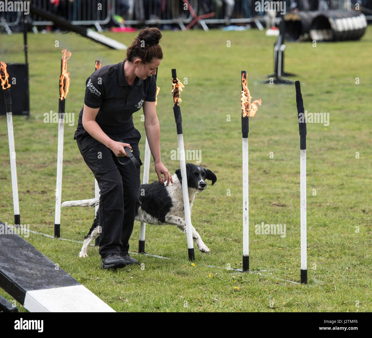 K9 display dog agility k9 display team -Fotos und -Bildmaterial in ...