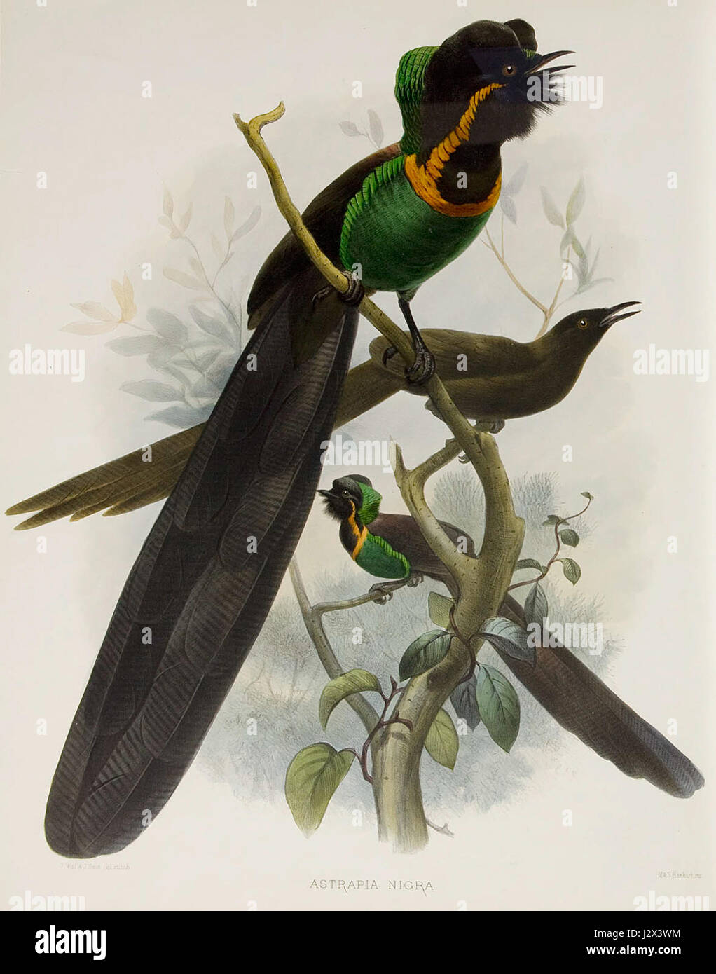 Astrapia nigra -Fotos und -Bildmaterial in hoher Auflösung – Alamy