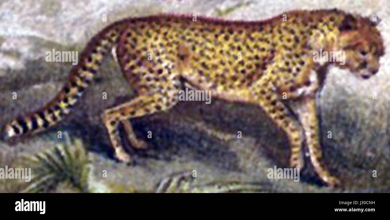 Gepard drawing -Fotos und -Bildmaterial in hoher Auflösung – Alamy