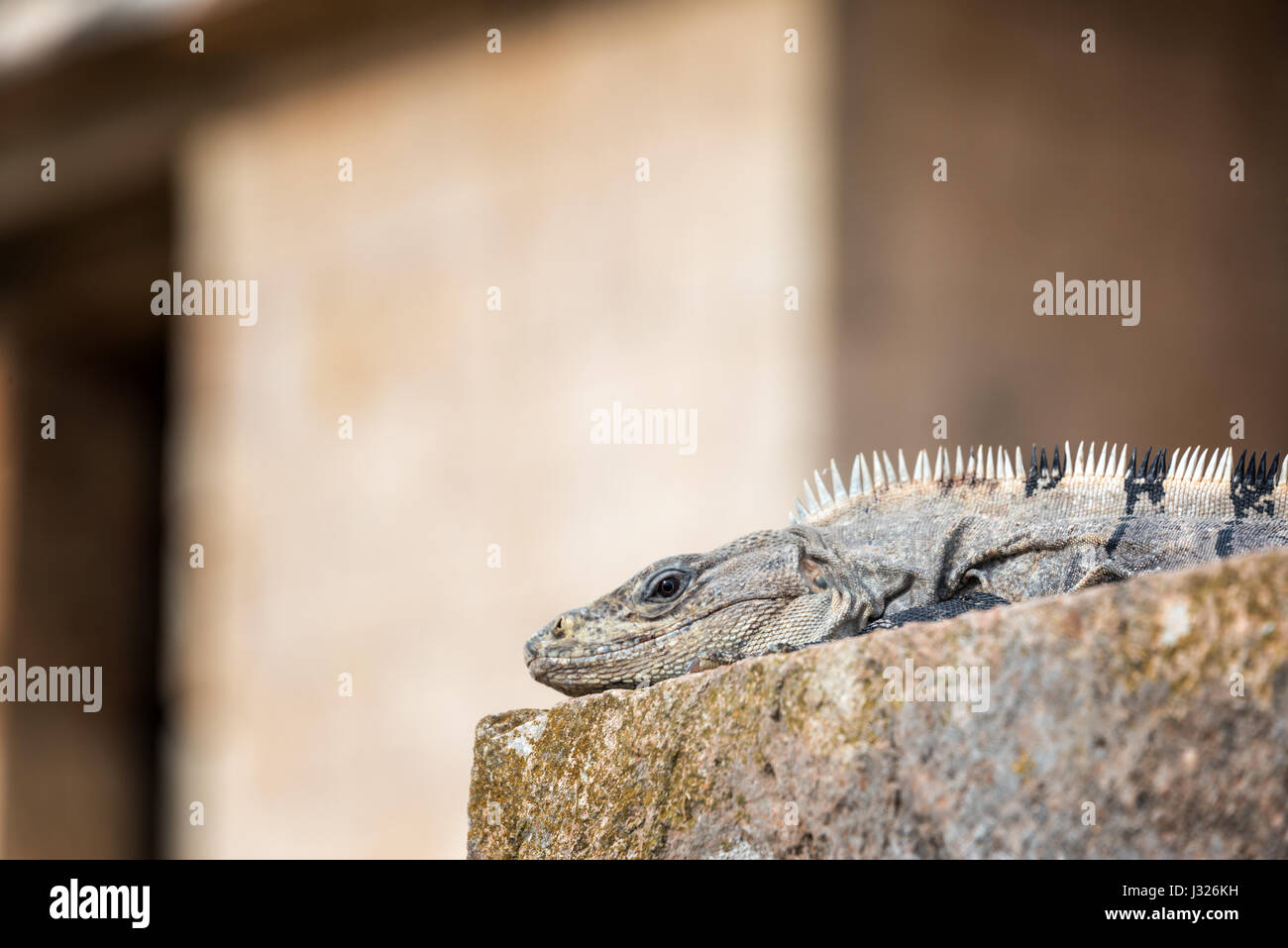 Tempel des leguans -Fotos und -Bildmaterial in hoher Auflösung – Alamy