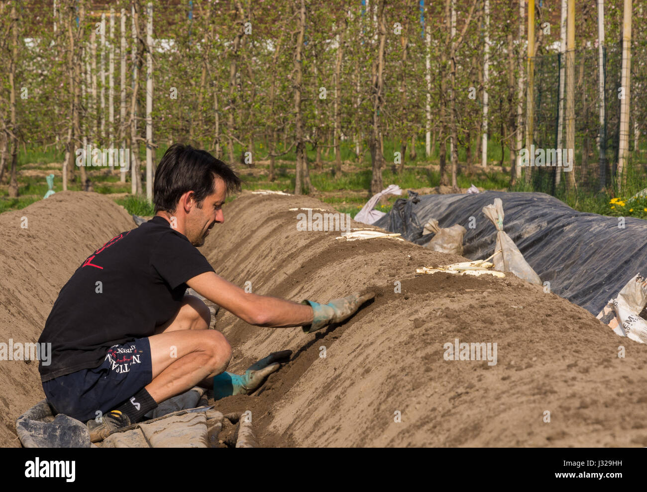 Spargel ernte -Fotos und -Bildmaterial in hoher Auflösung – Alamy
