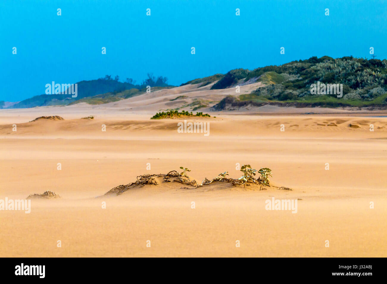 Vegetation On Coastal Dune Stockfotos und -bilder Kaufen - Alamy