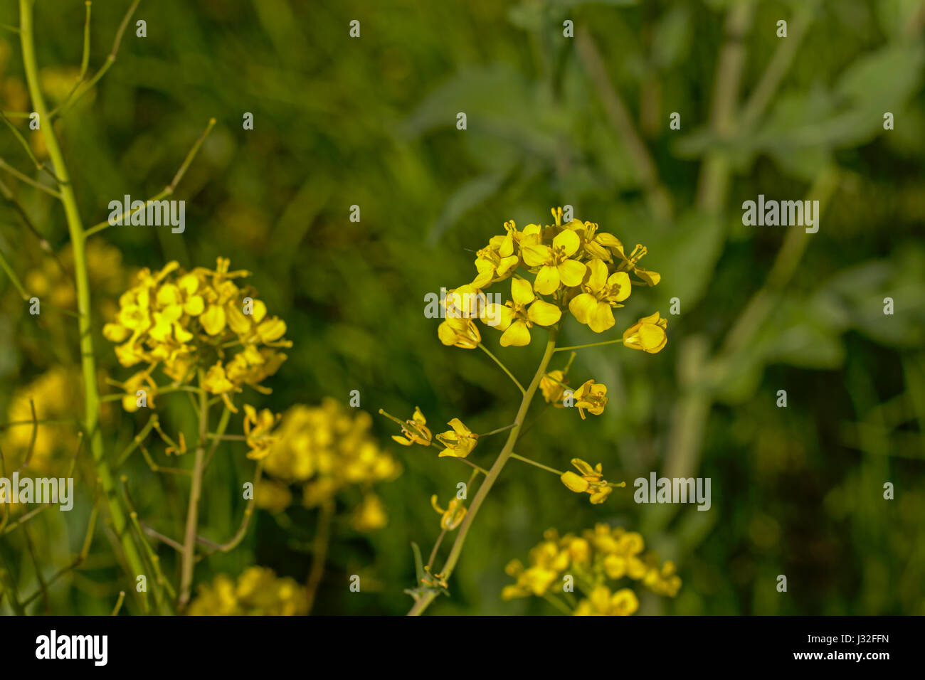Gelbe Wilde Blumen Stockfotos und -bilder Kaufen - Alamy