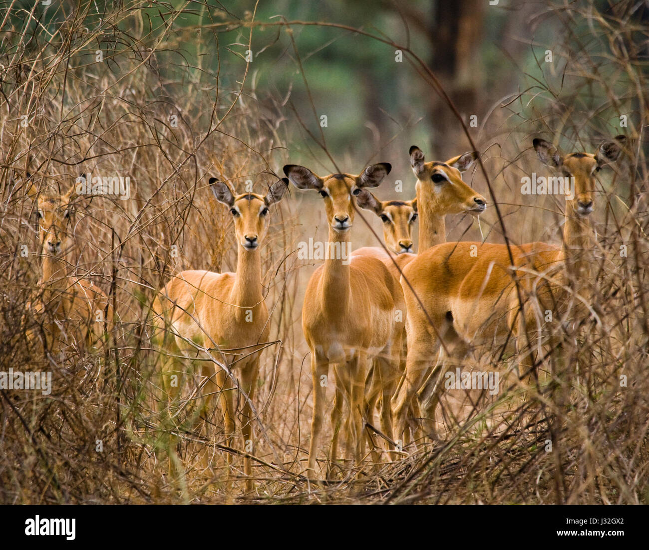 Antilopen jagen -Fotos und -Bildmaterial in hoher Auflösung – Alamy