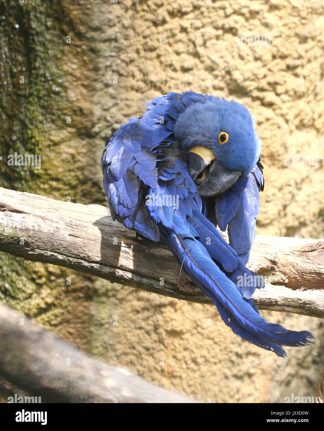 South American Hyazinth-Ara (Anodorhynchus Hyacinthinus). Größten ...