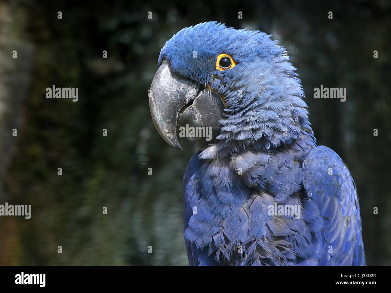 South American Hyazinth-Ara (Anodorhynchus Hyacinthinus). Größten ...