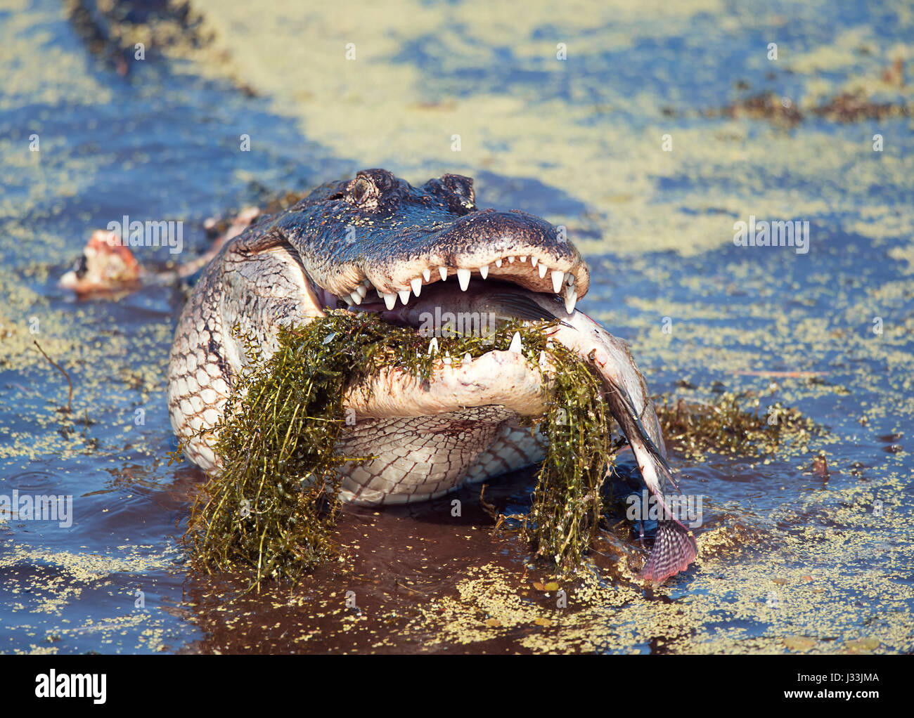 Alligator eating fish -Fotos und -Bildmaterial in hoher Auflösung – Alamy