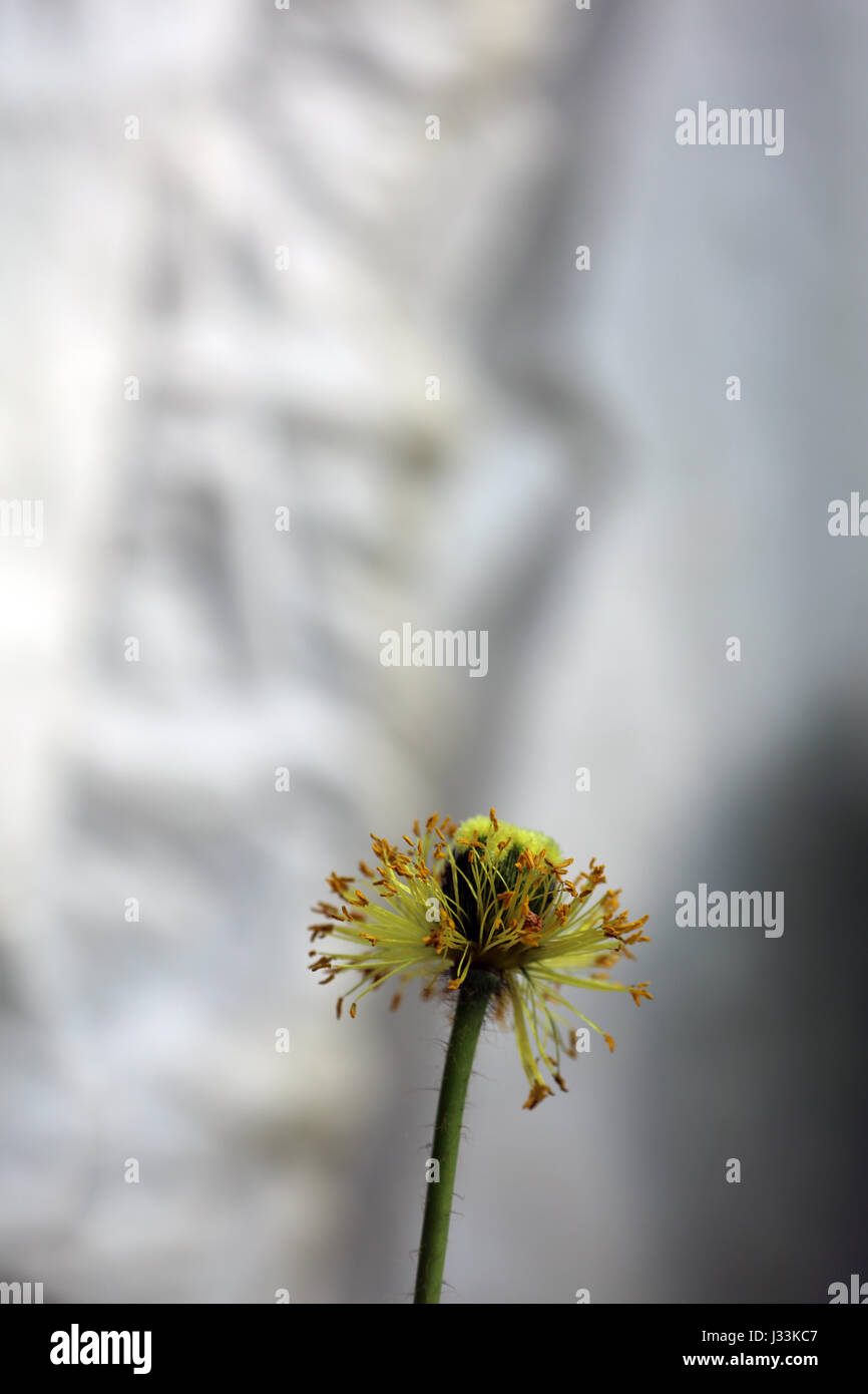 Verbluhter Mohn Fotos Und Bildmaterial In Hoher Auflösung Alamy 9569