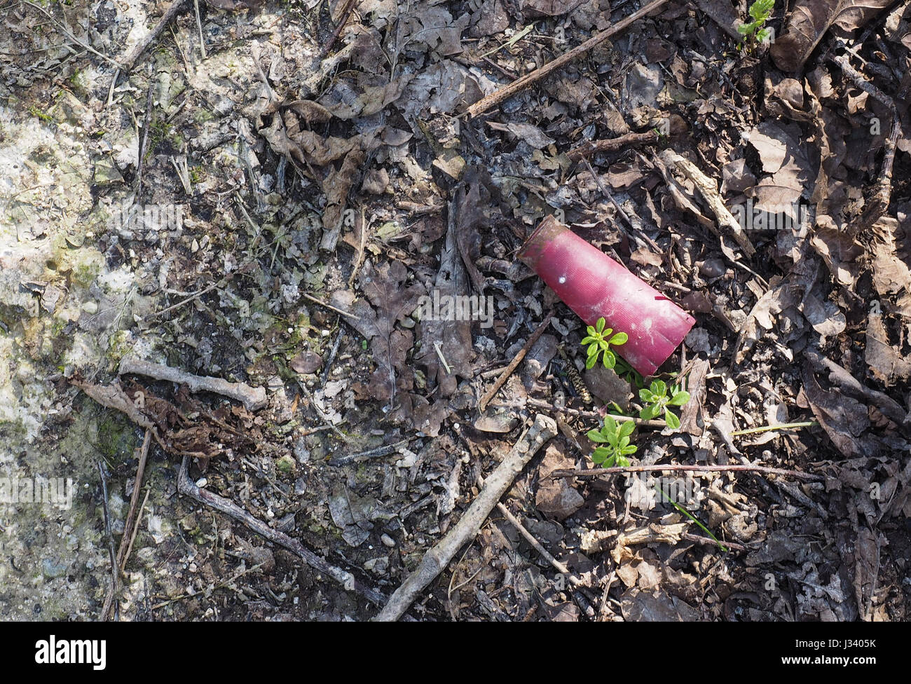 Fasan muscheln -Fotos und -Bildmaterial in hoher Auflösung – Alamy