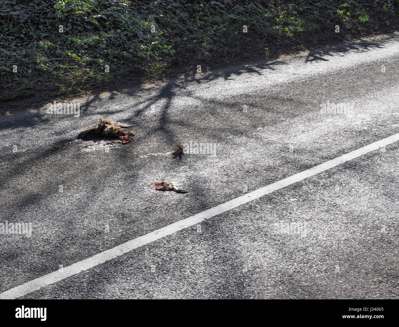 Roadkill road bird -Fotos und -Bildmaterial in hoher Auflösung - Seite ...