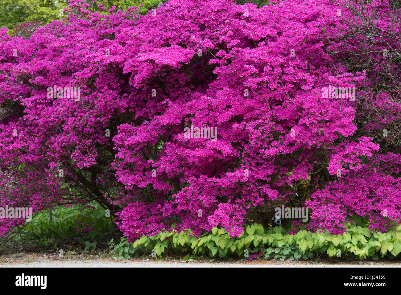 Azalea rhododendron obtusum -Fotos und -Bildmaterial in hoher Auflösung ...