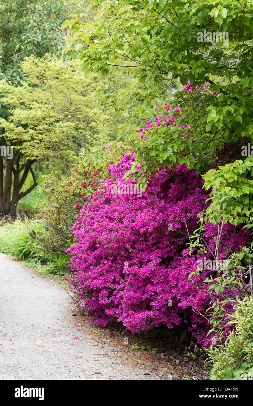 Azalea Rhododendron Obtusum Stockfotos und -bilder Kaufen - Alamy