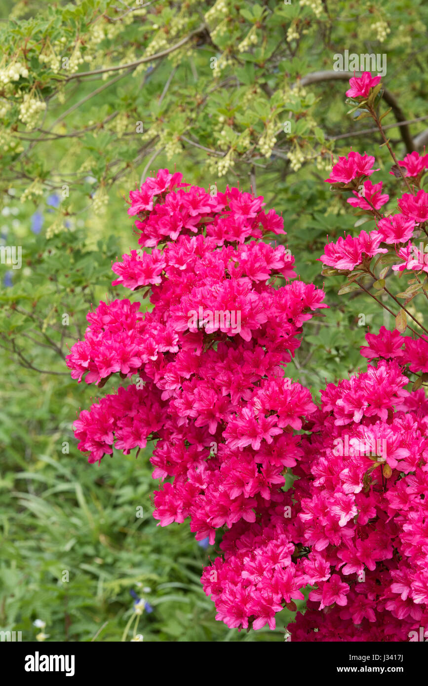 Rhododendron obtusum -Fotos und -Bildmaterial in hoher Auflösung – Alamy
