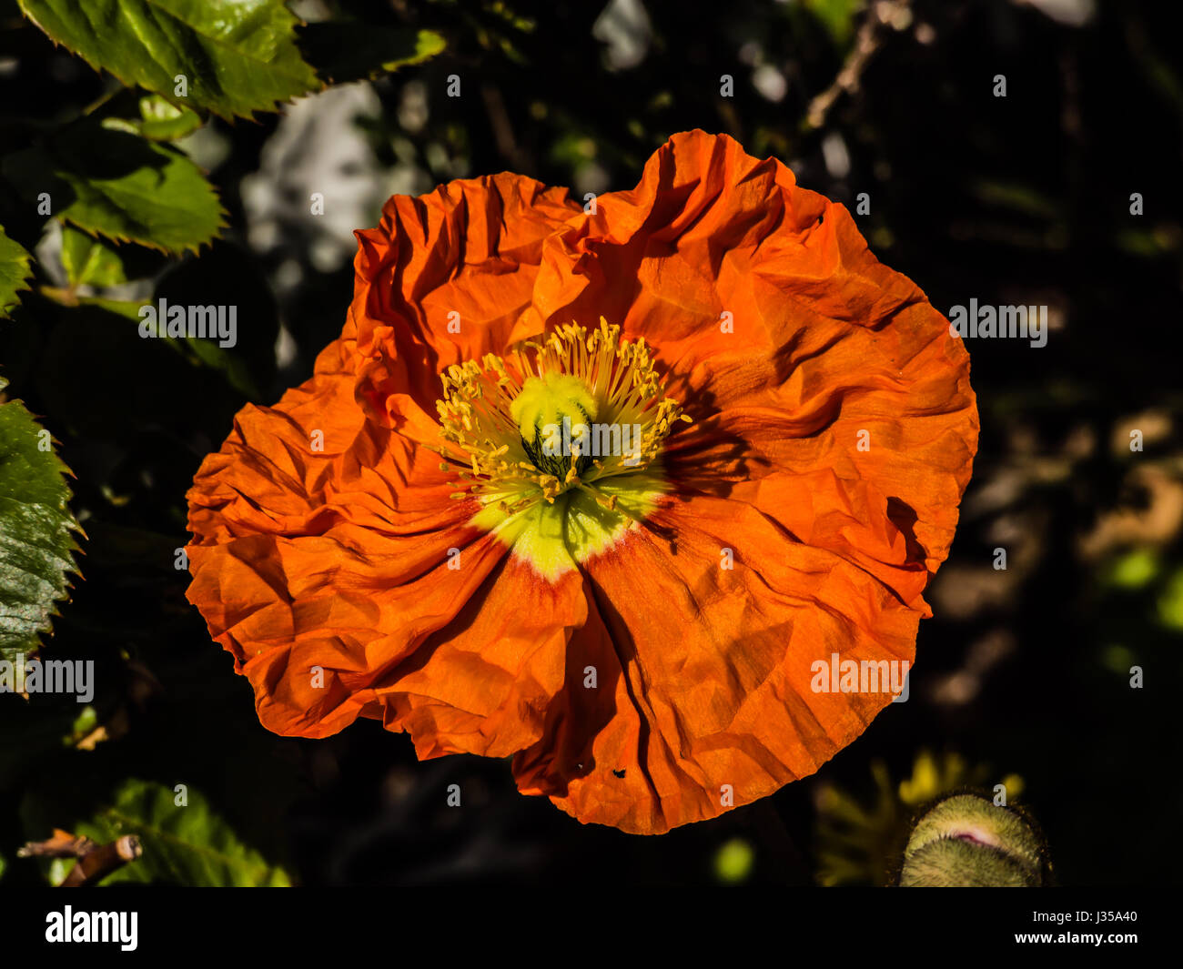 Mohn blumen makro -Fotos und -Bildmaterial in hoher Auflösung - Seite ...
