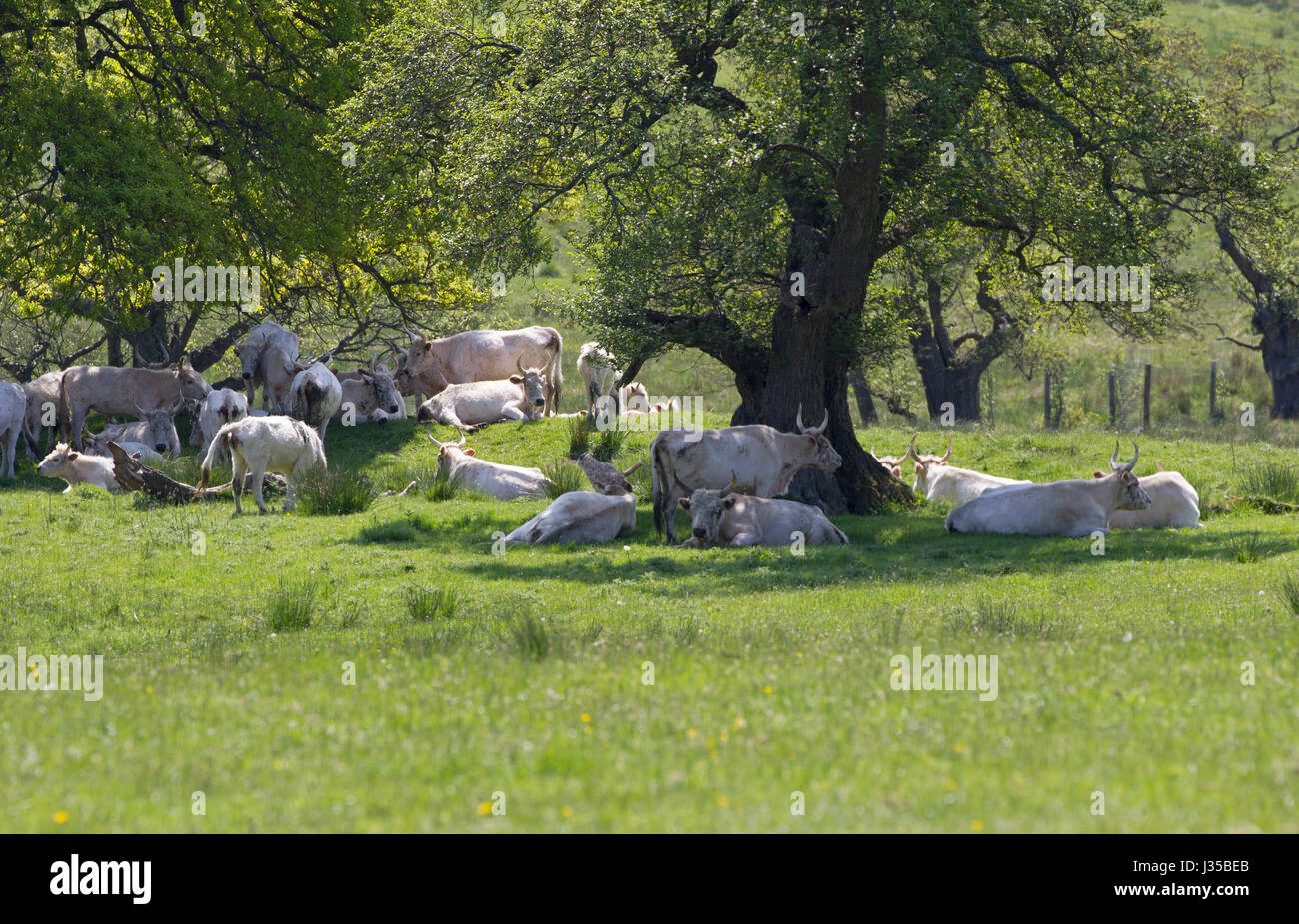 Chillingham wildes vieh -Fotos und -Bildmaterial in hoher Auflösung – Alamy
