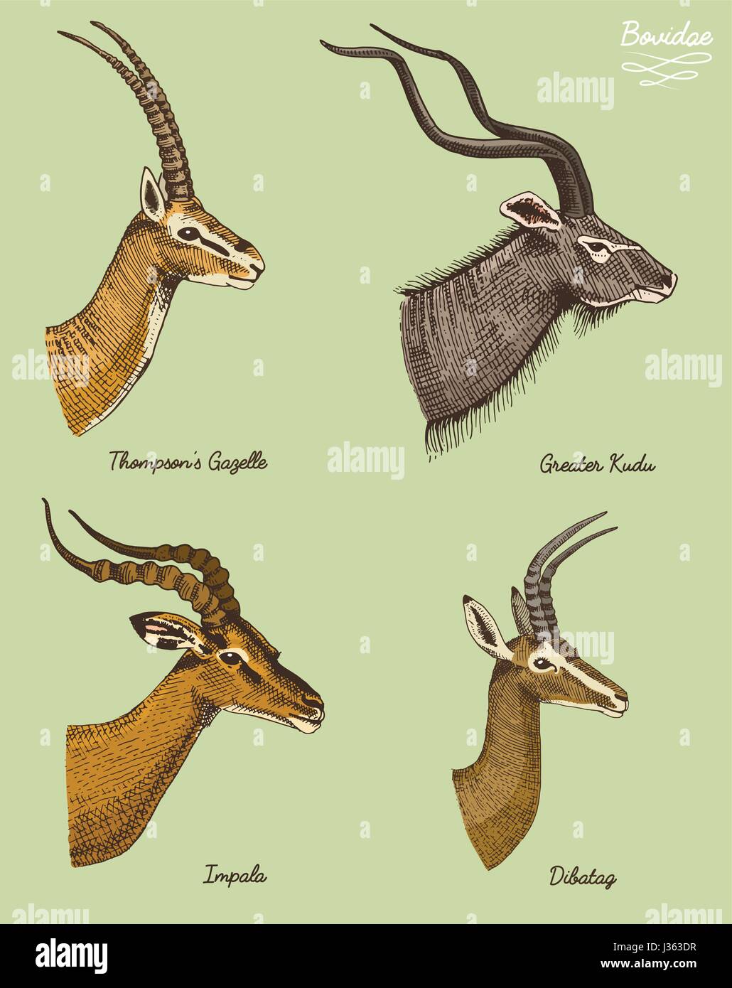 Afrikanische antilopen Stock-Vektorgrafiken kaufen - Alamy