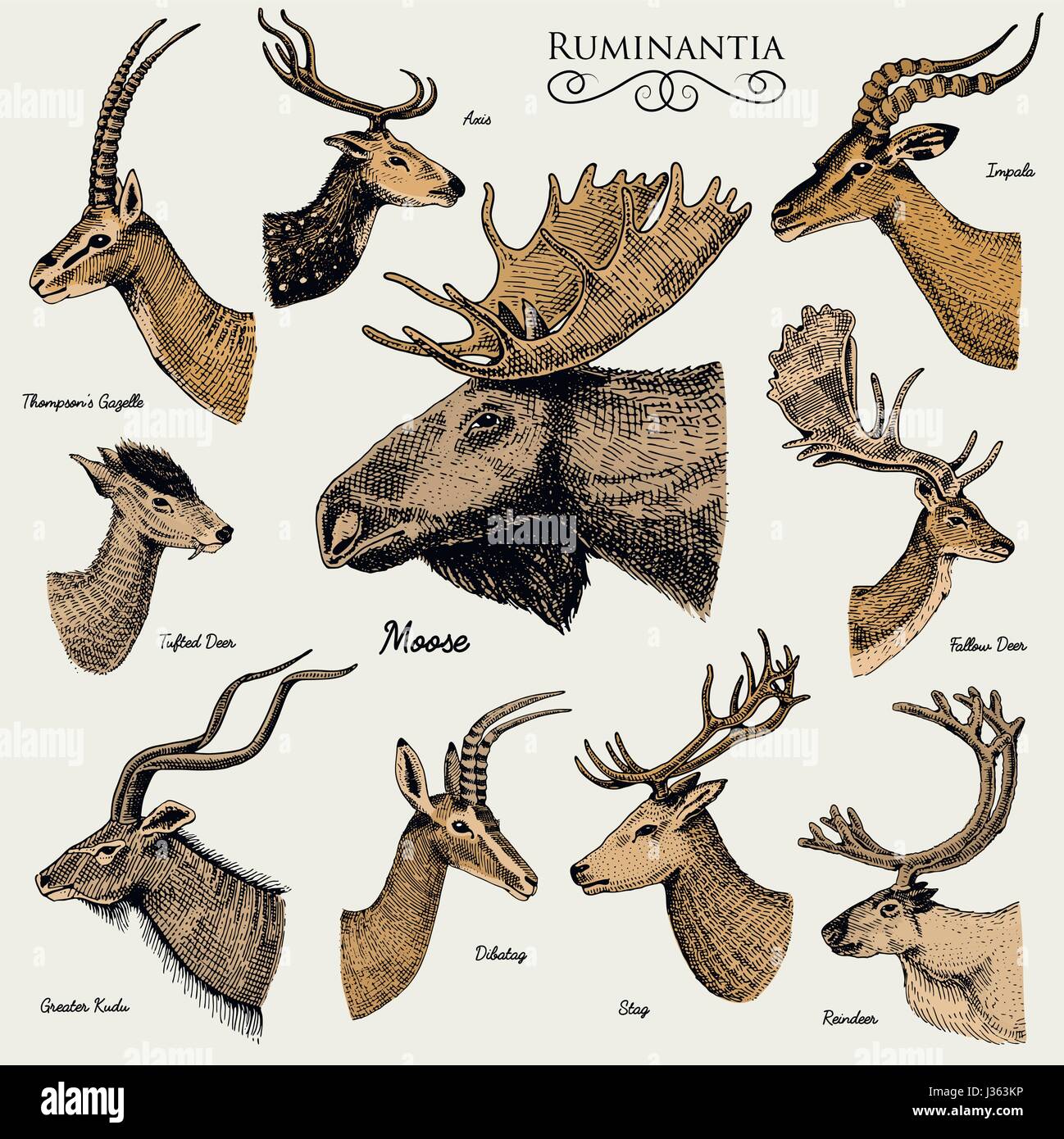 Festlegen Sie Big Horn, Geweih Tiere Elch oder Elch mit Impala, Gazelle ...