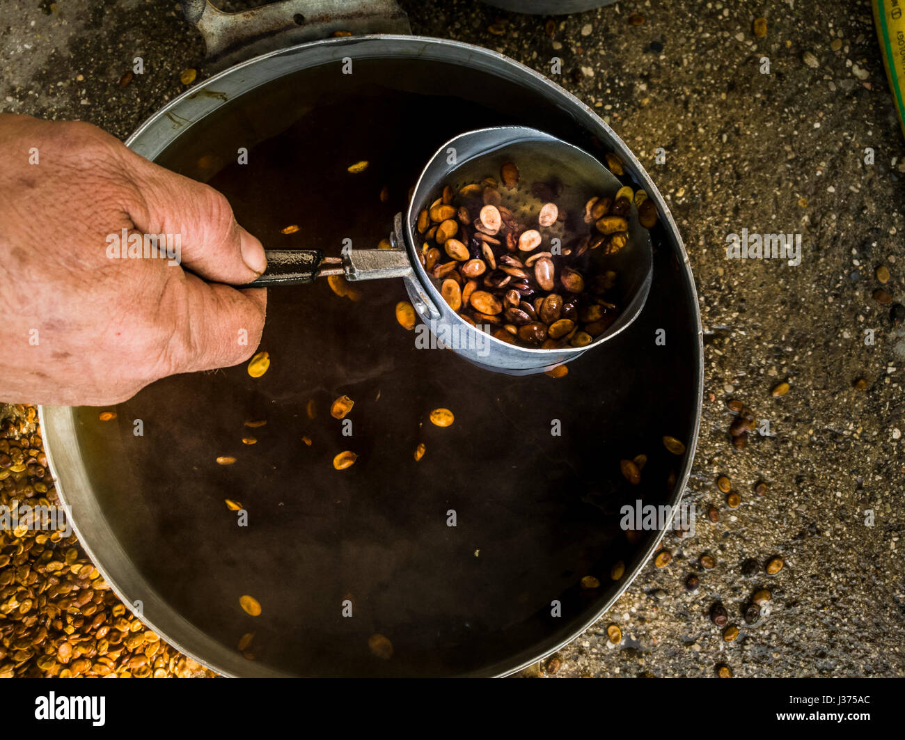 Heizung der Samen in heißem Wasser Keimung zu fördern Stockfotografie ...