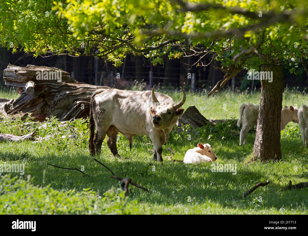 Chillingham White Wildrinder, einzelne Männchen stehen unter Bäumen mit ...