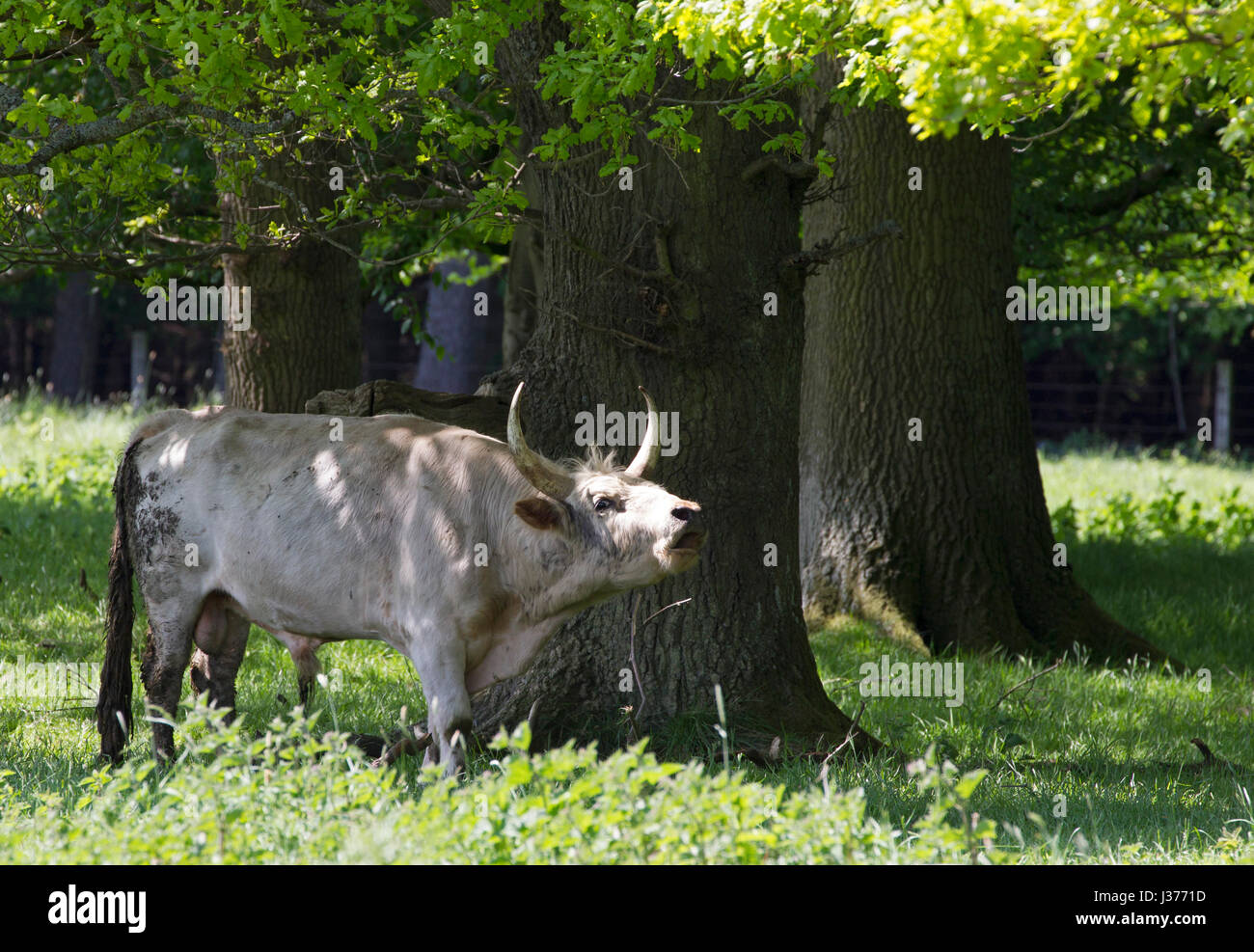 Chillingham wilder stier -Fotos und -Bildmaterial in hoher Auflösung ...