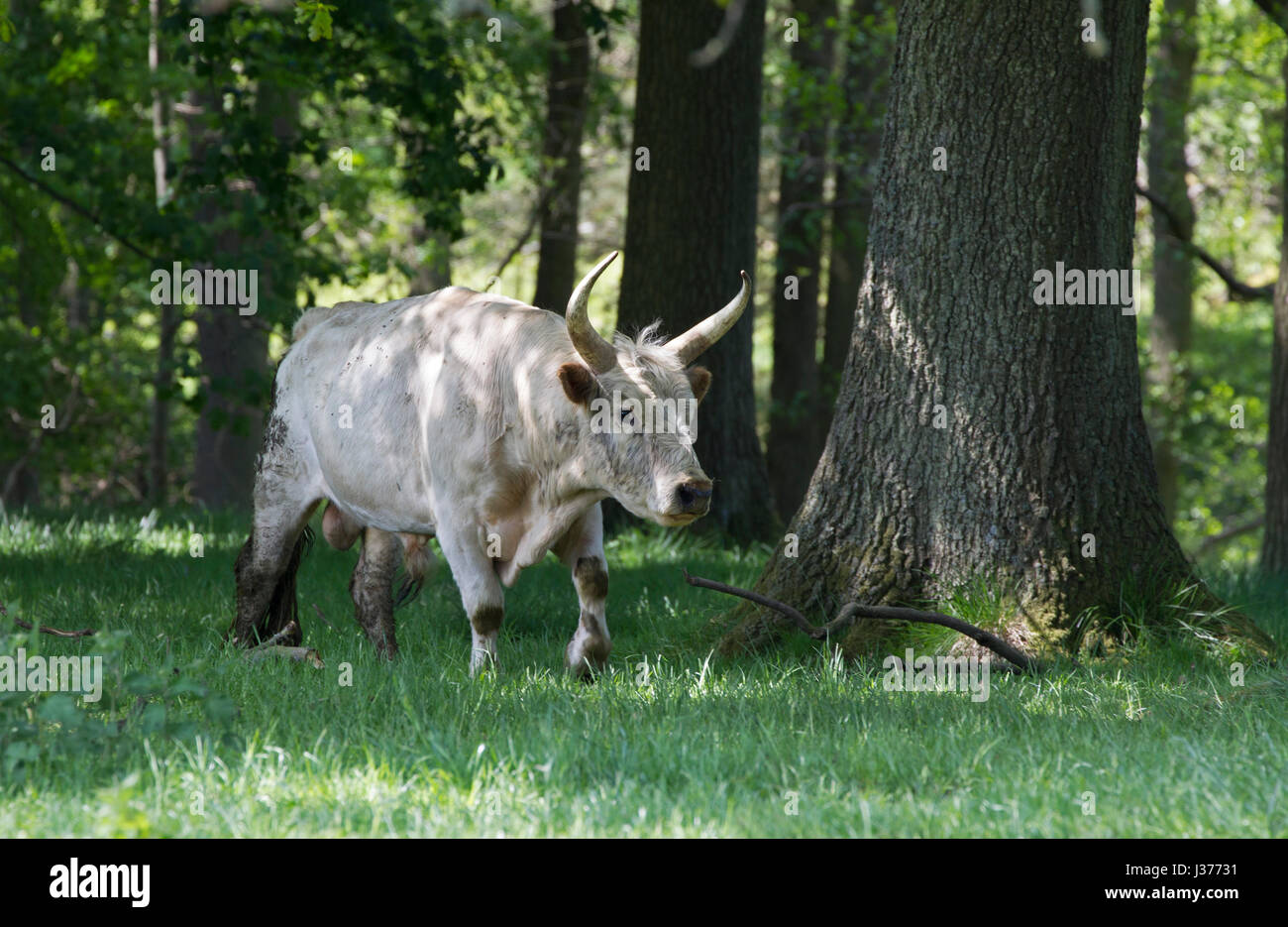Wild cattle chillingham park northumberland -Fotos und -Bildmaterial in ...