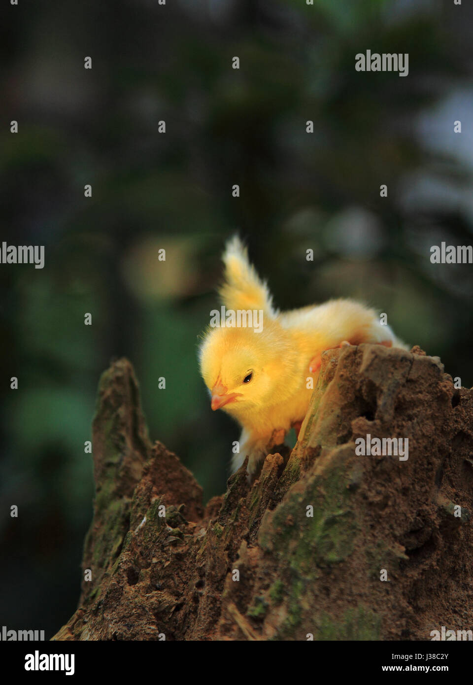 Baby huhn unter einem baum -Fotos und -Bildmaterial in hoher Auflösung ...