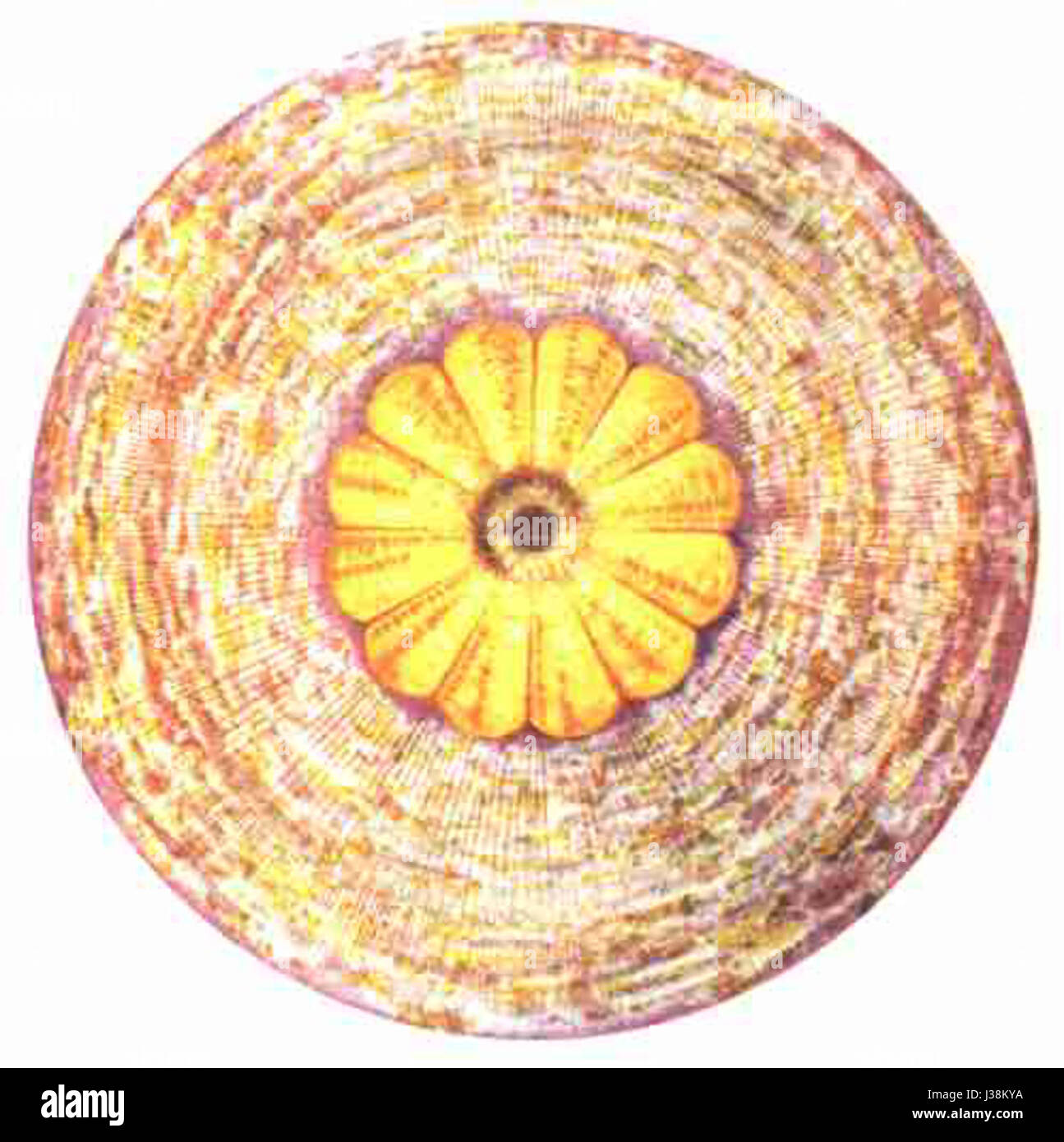 Crown chakra -Fotos und -Bildmaterial in hoher Auflösung – Alamy