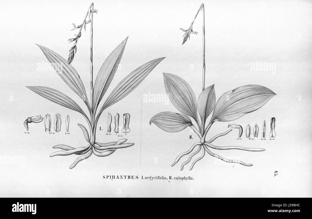 Cyclopogon Argyrifolius (als sy Spiranthes Argyrifolia) Cyclopogon ...