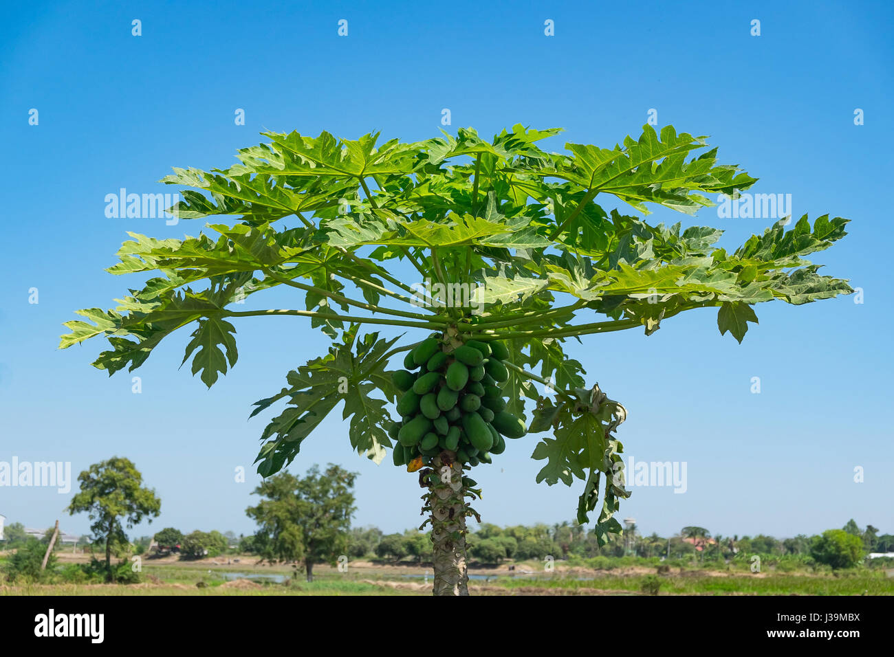 Stilvolle Papaya Baum Kaufen Ebenbild