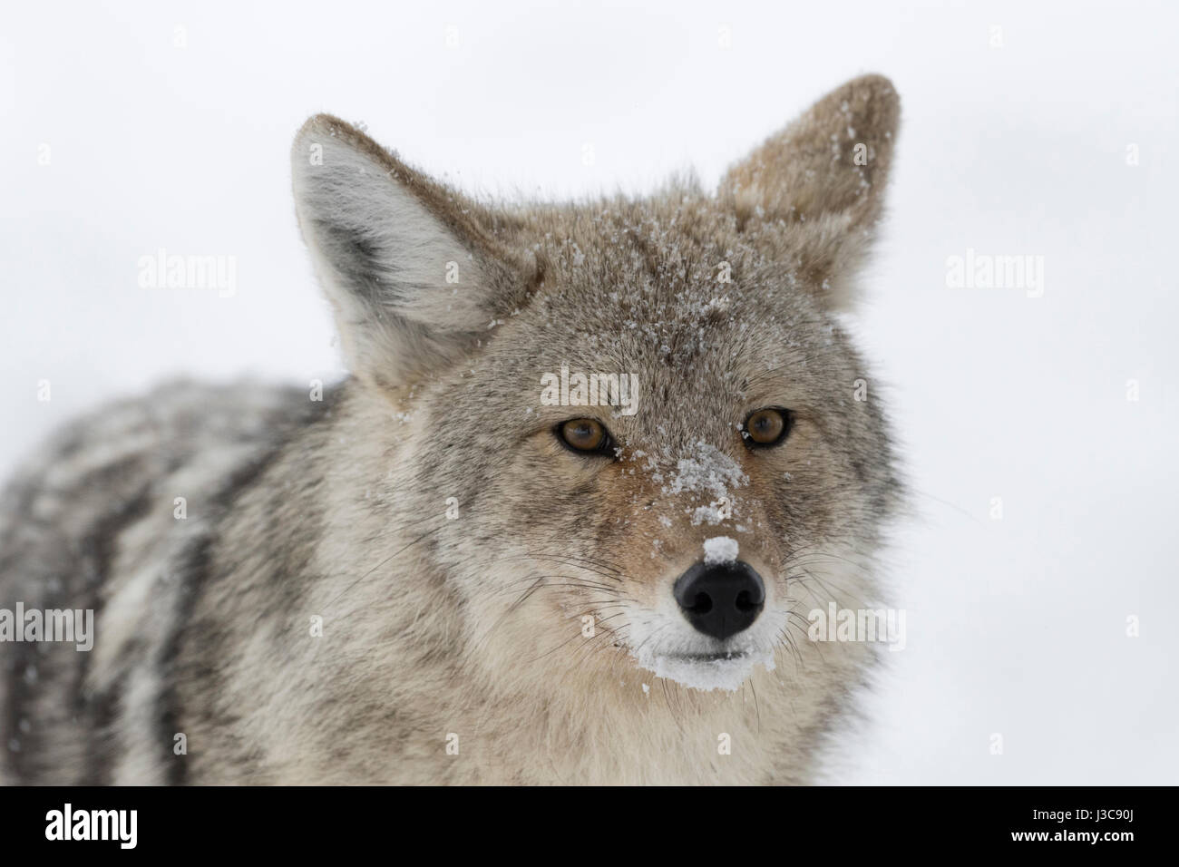 Kojote / Kojote (Canis Latrans), Erwachsene, im Winter im Schnee ...