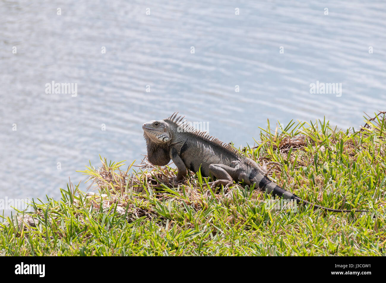 Aruba leguan -Fotos und -Bildmaterial in hoher Auflösung – Alamy