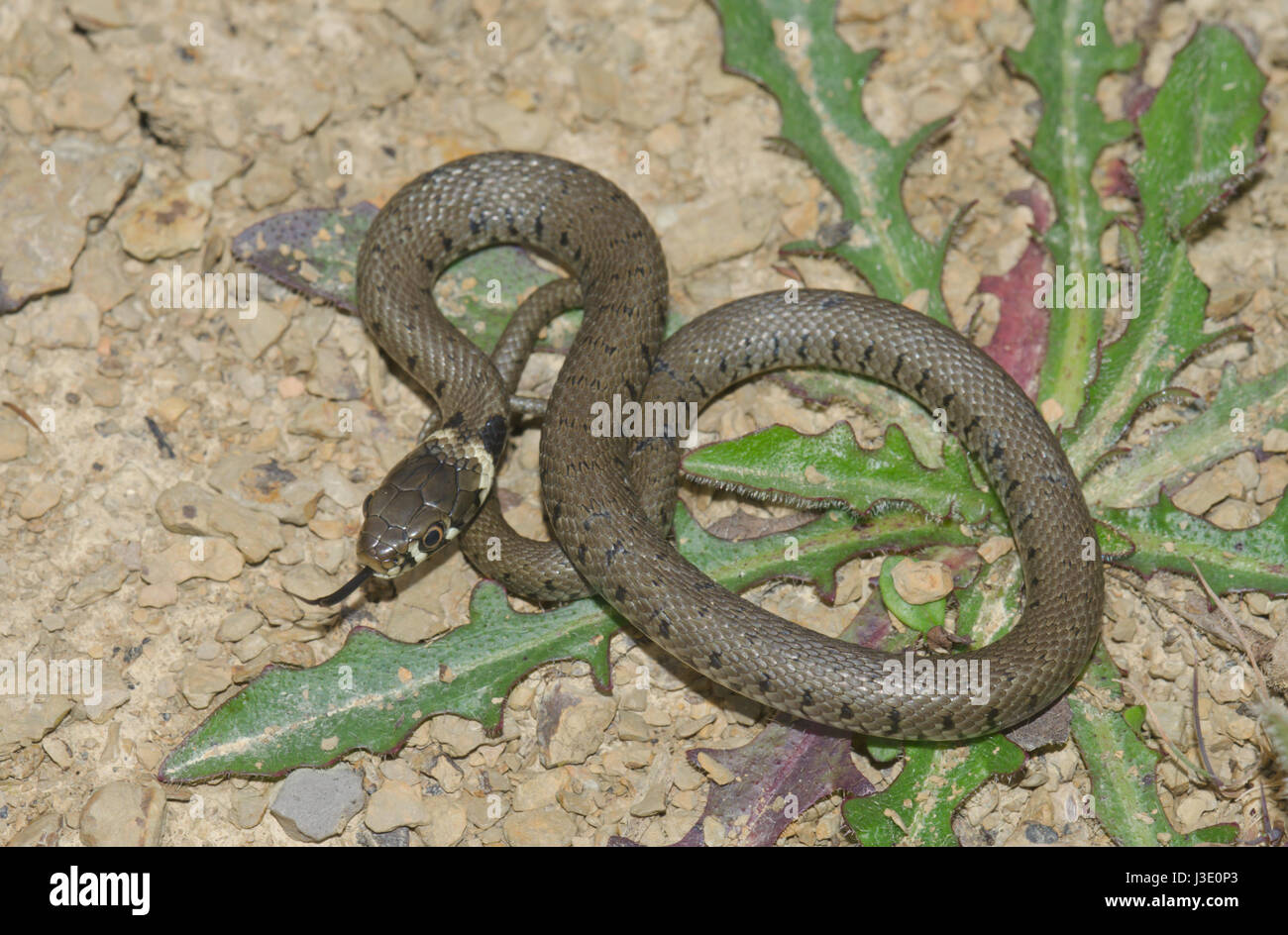 Juvenile Ringelnatter (Natrix Helvetica) 2 von 2 gesperrt ...